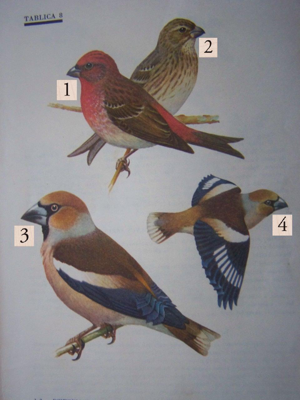 Moje Pasje : Z cyklu poznajemy ptaki