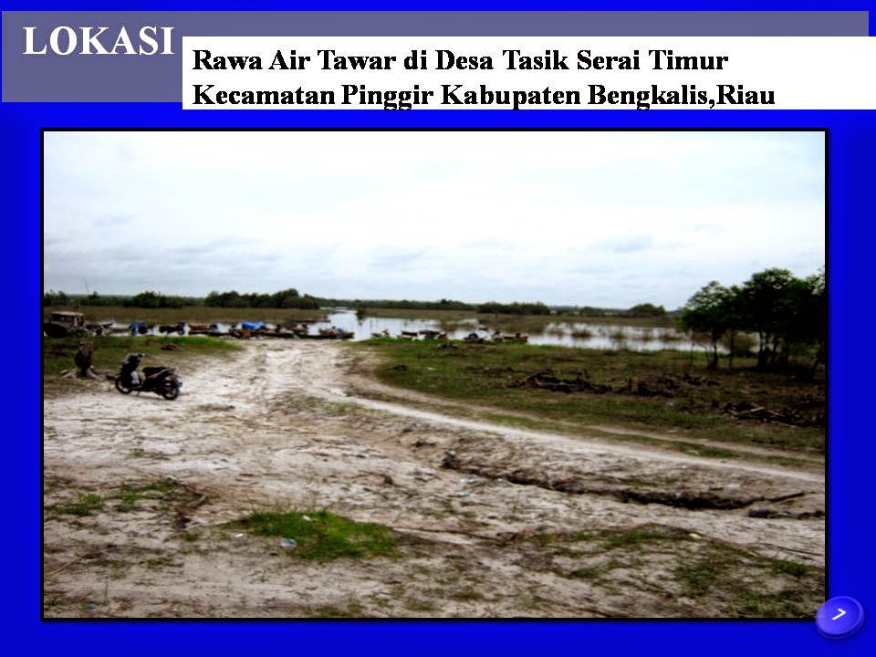 Ekositem Rawa Air Tawar: EKOSISTEM RAWA AIR TAWAR.PPT