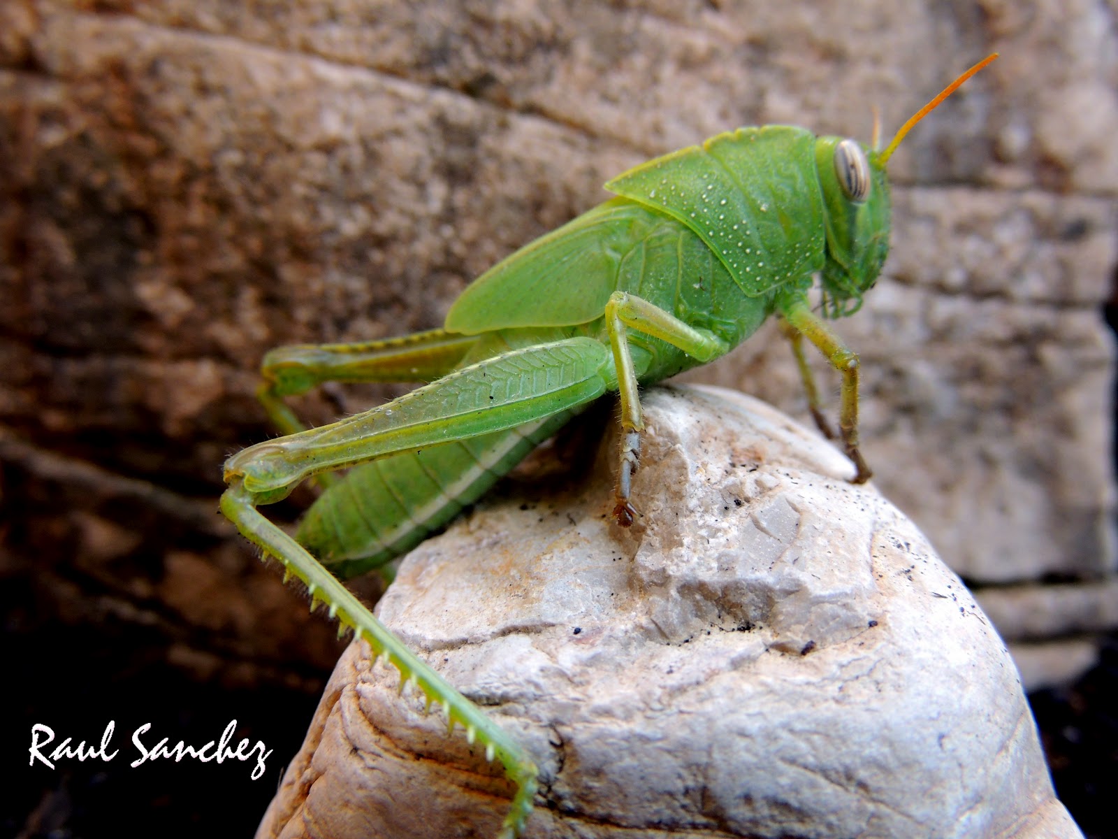 Naturaleza Viva : Saltamontes ( Caelifera )