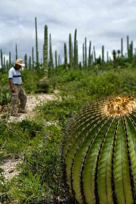 TURISMO TEHUACAN: San Juan Raya