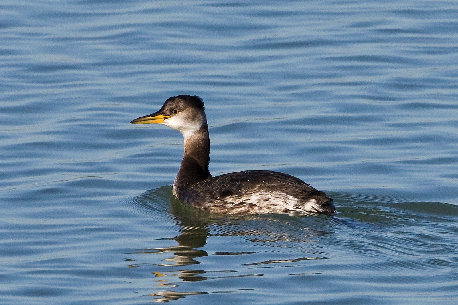 Martin's Sussex Birding Blog: Bird Gallery