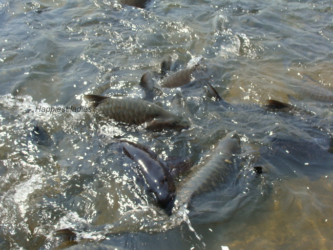 Sringeri Sharada Peetham, Temple of Karnataka - Happiest Ladies