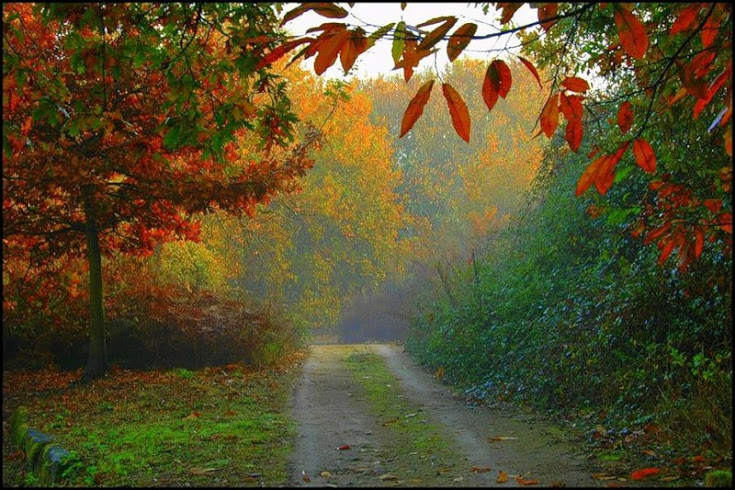 Forest Wallpapers | Beautiful trees | Autumn and spring Trees | Tops ...