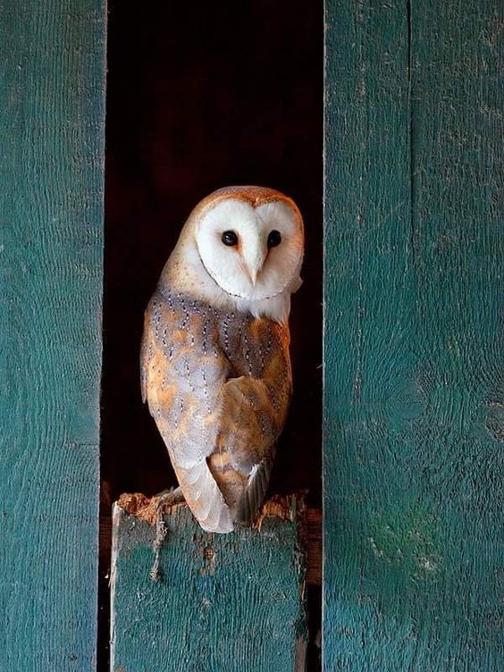 Content in a Cottage: Barn Owl, Beautifully Photographed