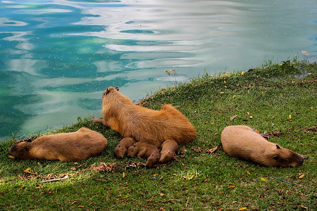 Curiosidades... ¿Conoces a la Capybara? - Cobayas CuiCui