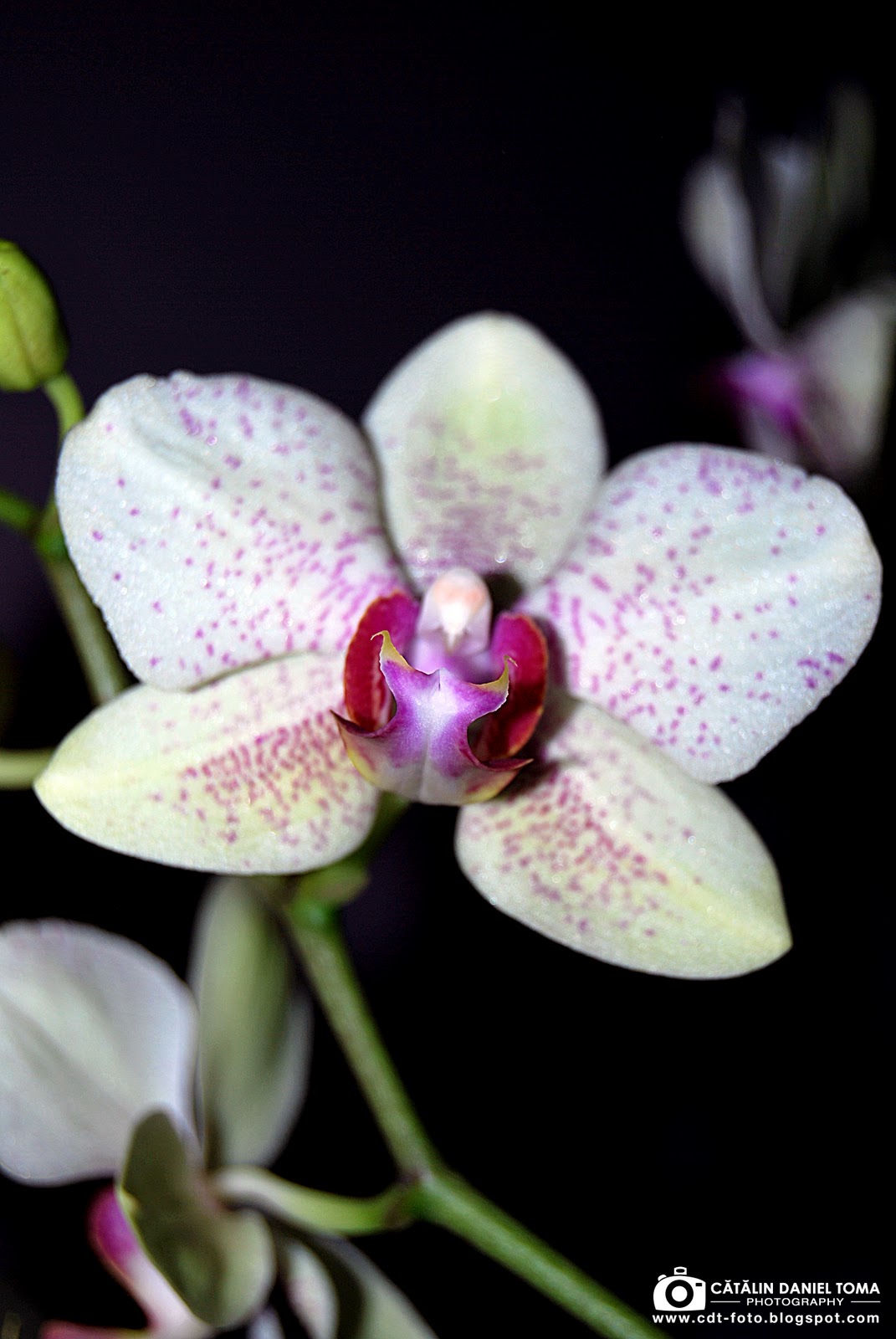 Catalin Daniel Toma Photography: Orhidee 2