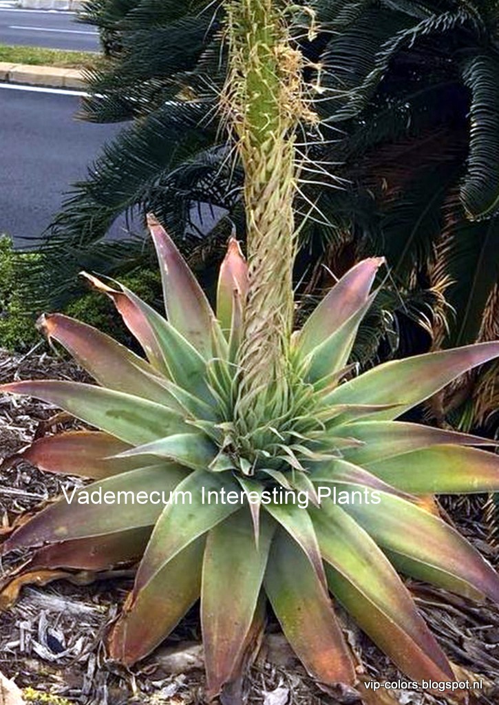 Vademecum Interesting Plants: Agave (soorten) - Agawa (gatunki)