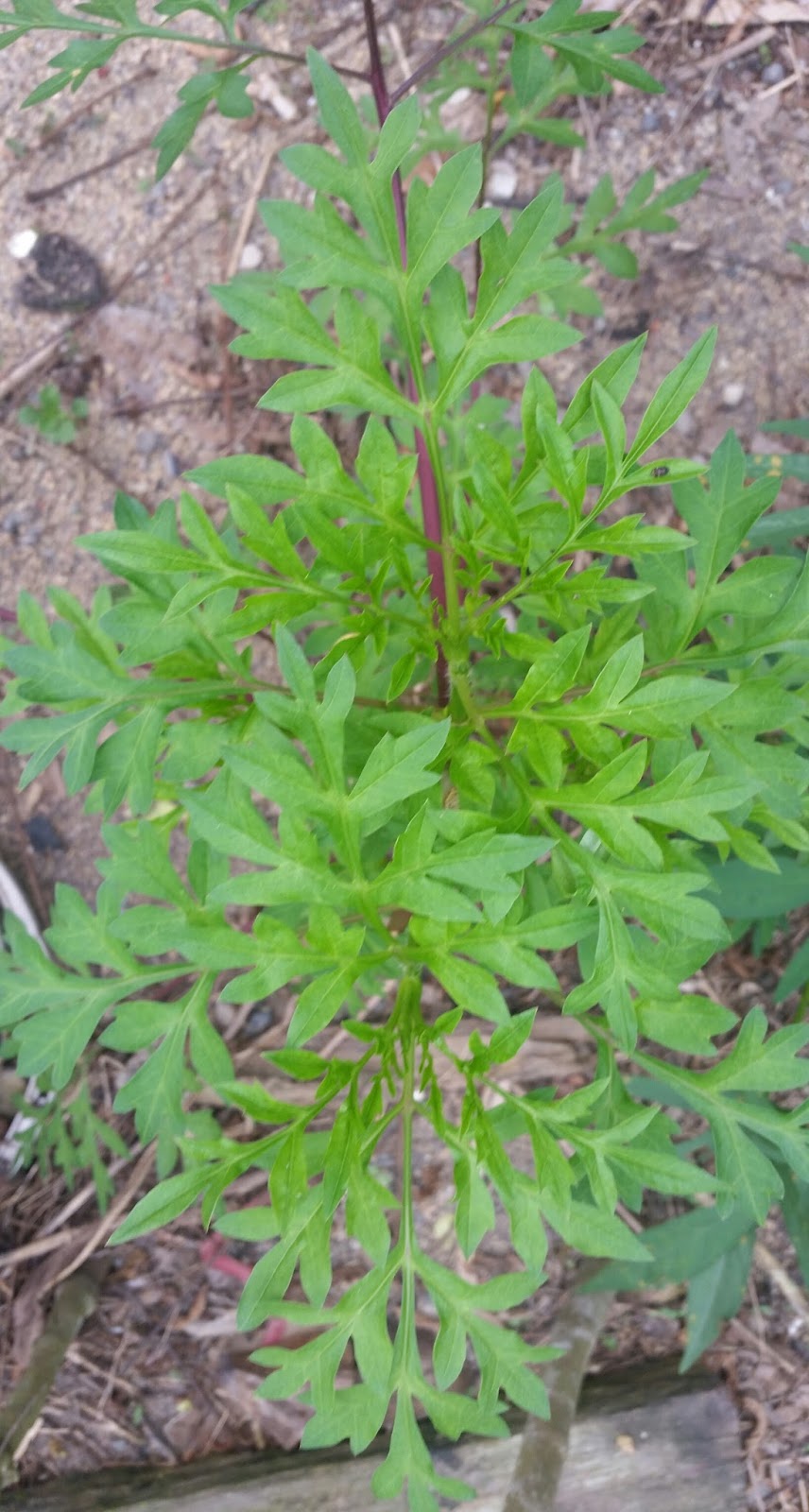 Warisan Petani: Pokok Ulam Raja