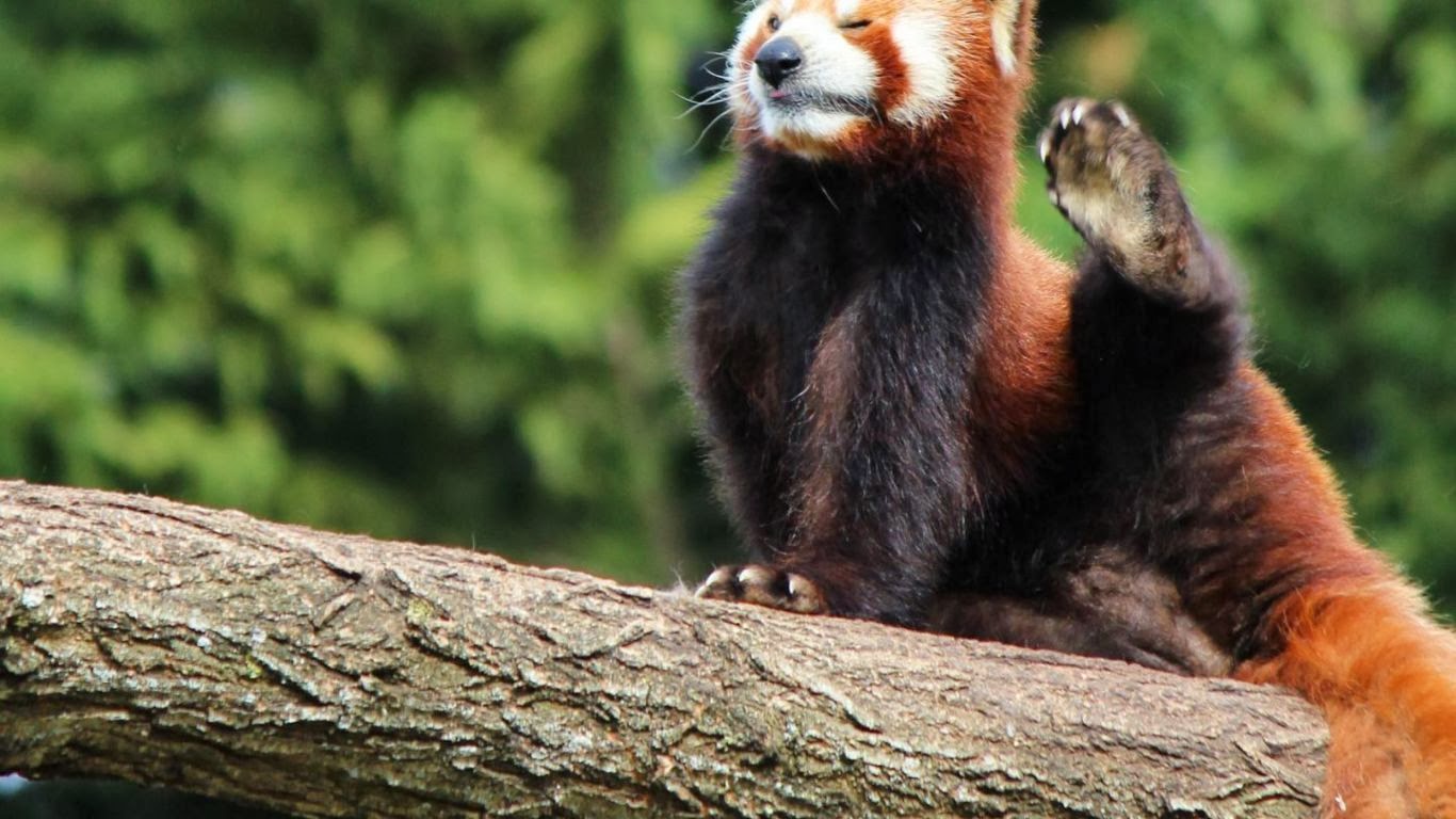 Andy foto natura: Panda rojo