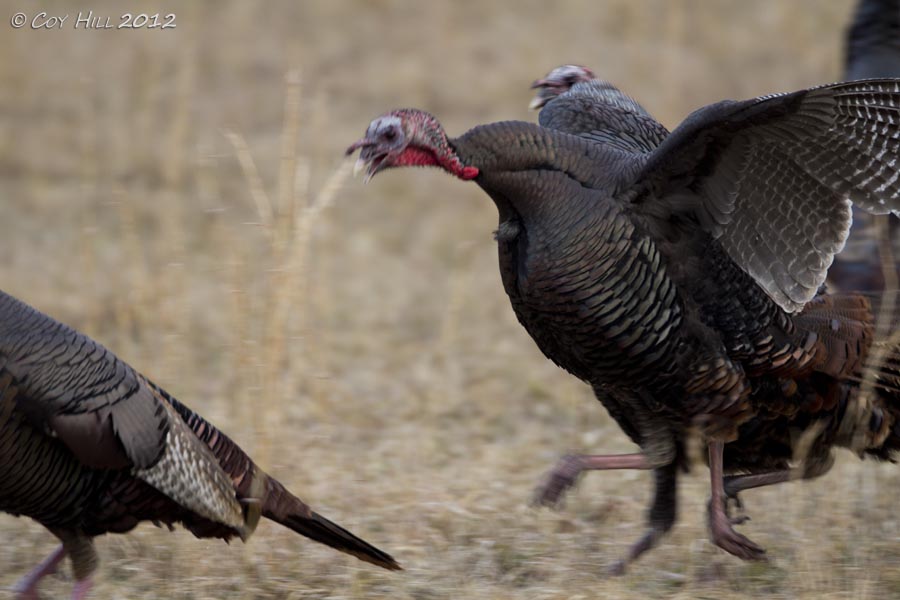 Country Captures: Wild Turkeys: Tensions Rising