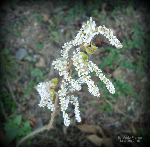 Meu Cantinho Verde: PLUMA-DE-NÉVOA, LIMONETE - ( Tetradenia riparia )