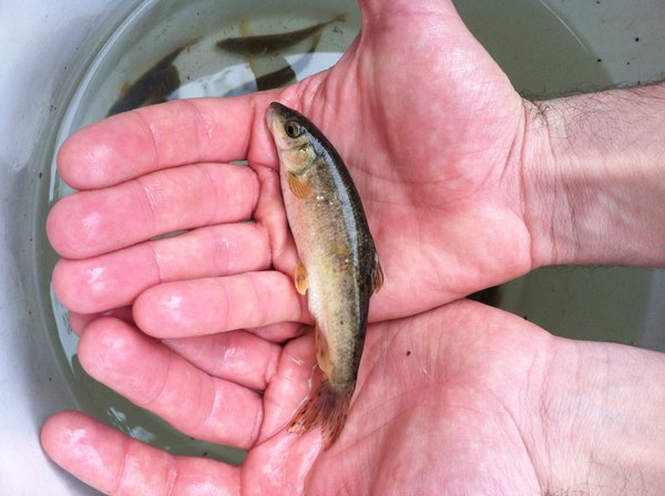 La Natura a la Baixa Tordera: Barb roig (Phoxinus bigerri) a la Conca ...