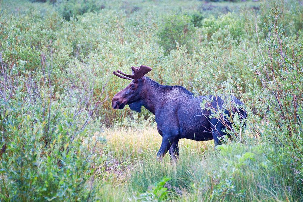 Jim Hamstra: Moose on the Loose