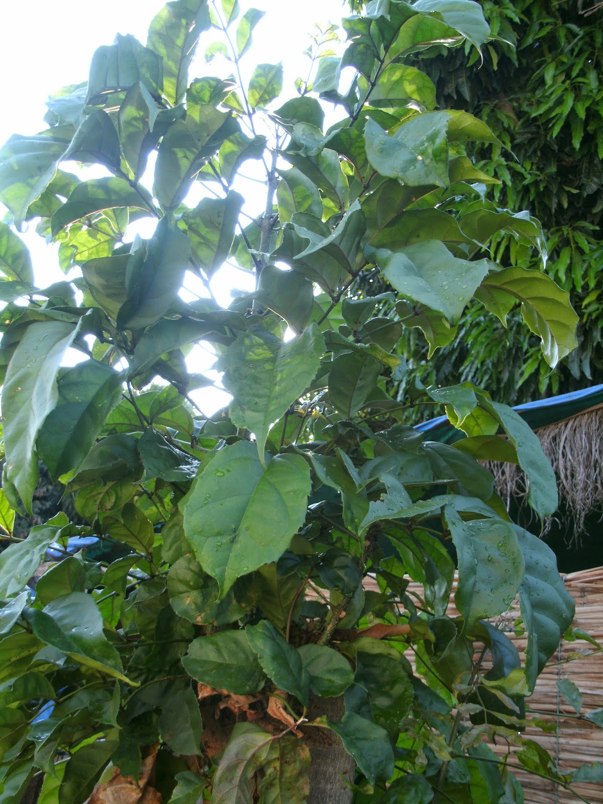 CHIEF OLÚWO IFÁBUNMI OLÁSEUN AWÓRÓLÁ ALÁBI: AKÒKO A FOLHA DO ...