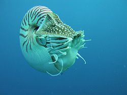 Animals of the world: Nautiloids