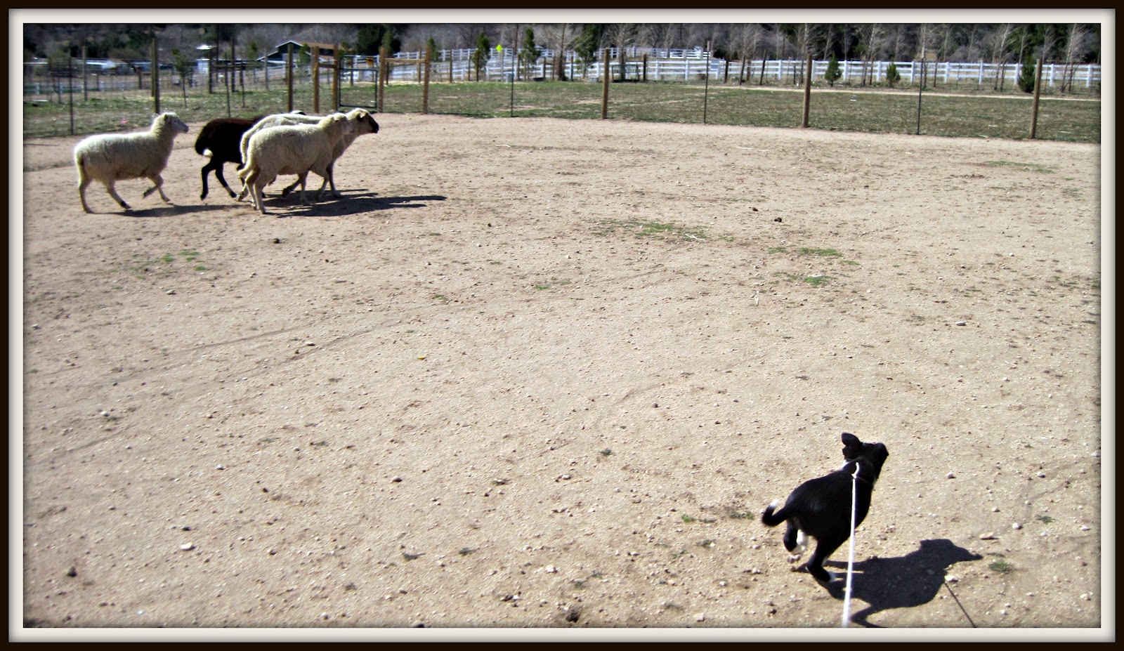 Three BCs and .....: See sheep