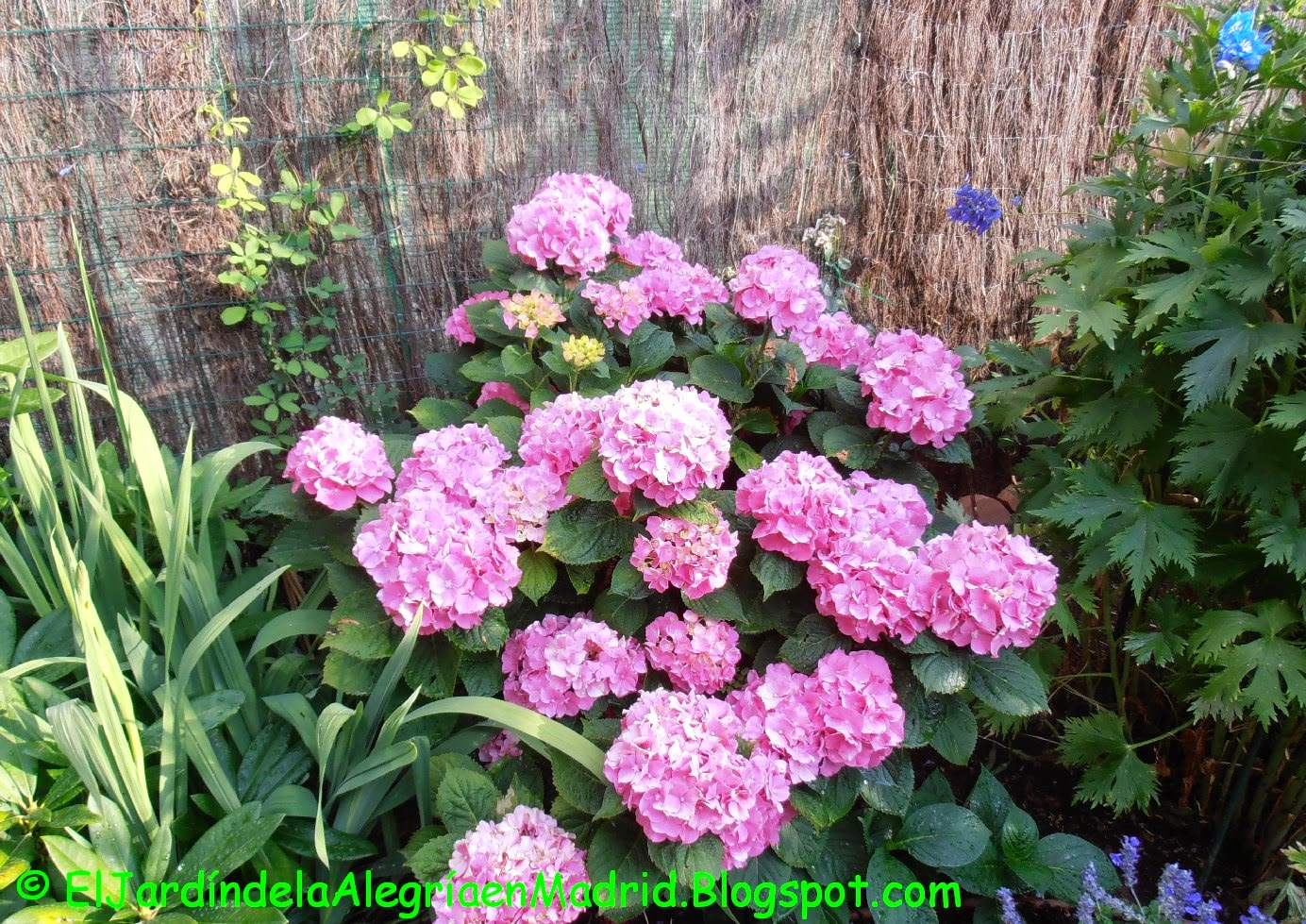 El jardín de la alegría : Las polémicas sobre la poda de las hortensias ...