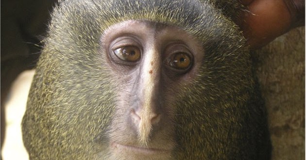 Bio Baby: Nueva especie de chango recién descubierta en África llamada ...