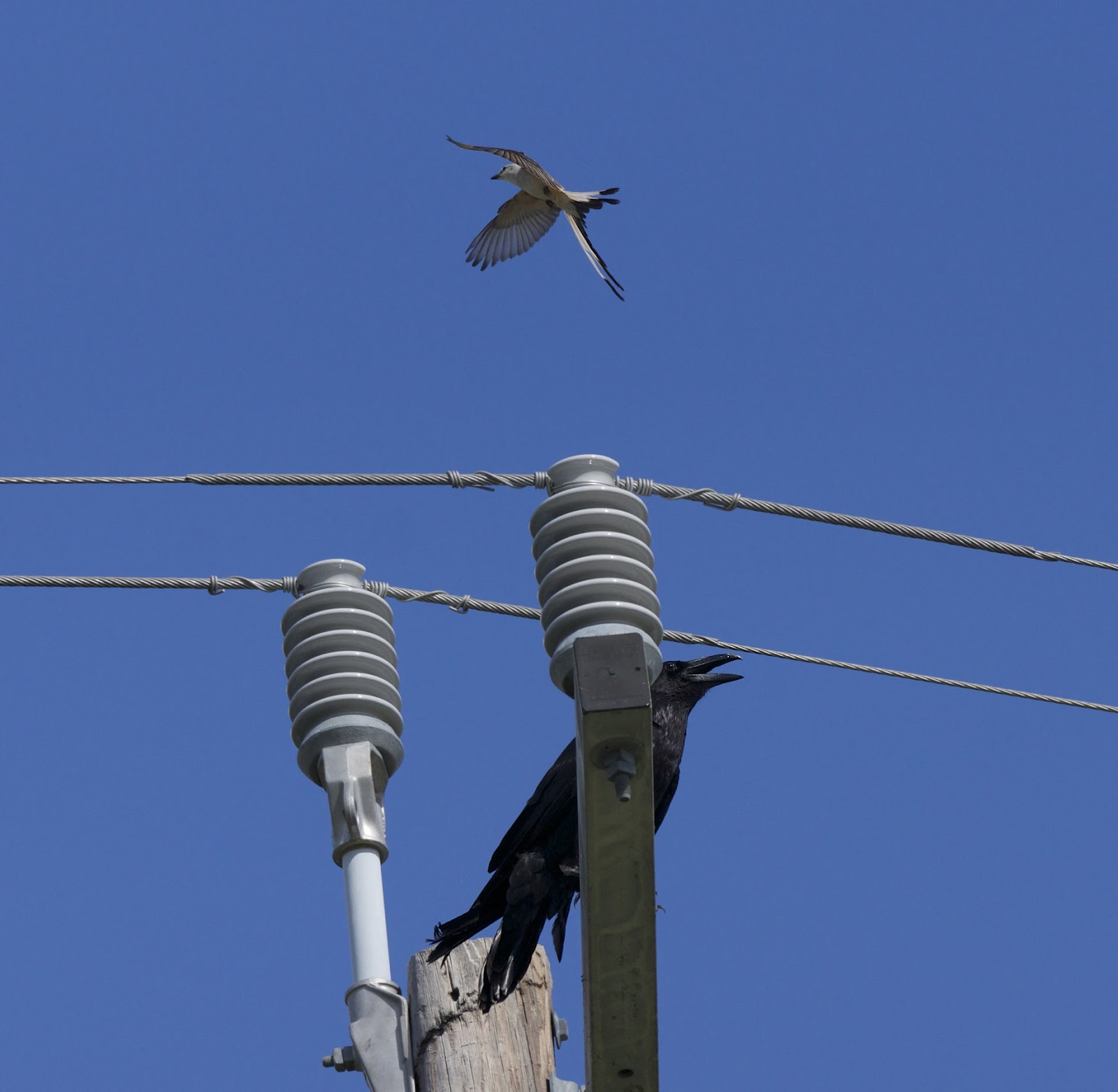 Butler's Birds: Texas Revisited: The First Inkerrsion, Government ...