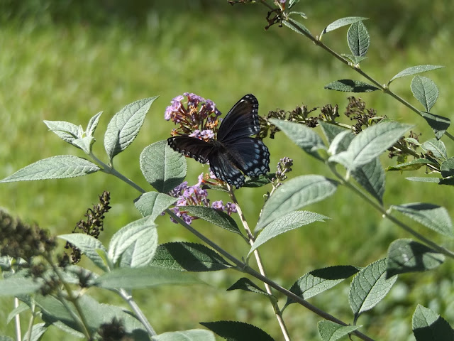 Art Landfill: Butterfly bush by Cassie Kinney (floral photography)