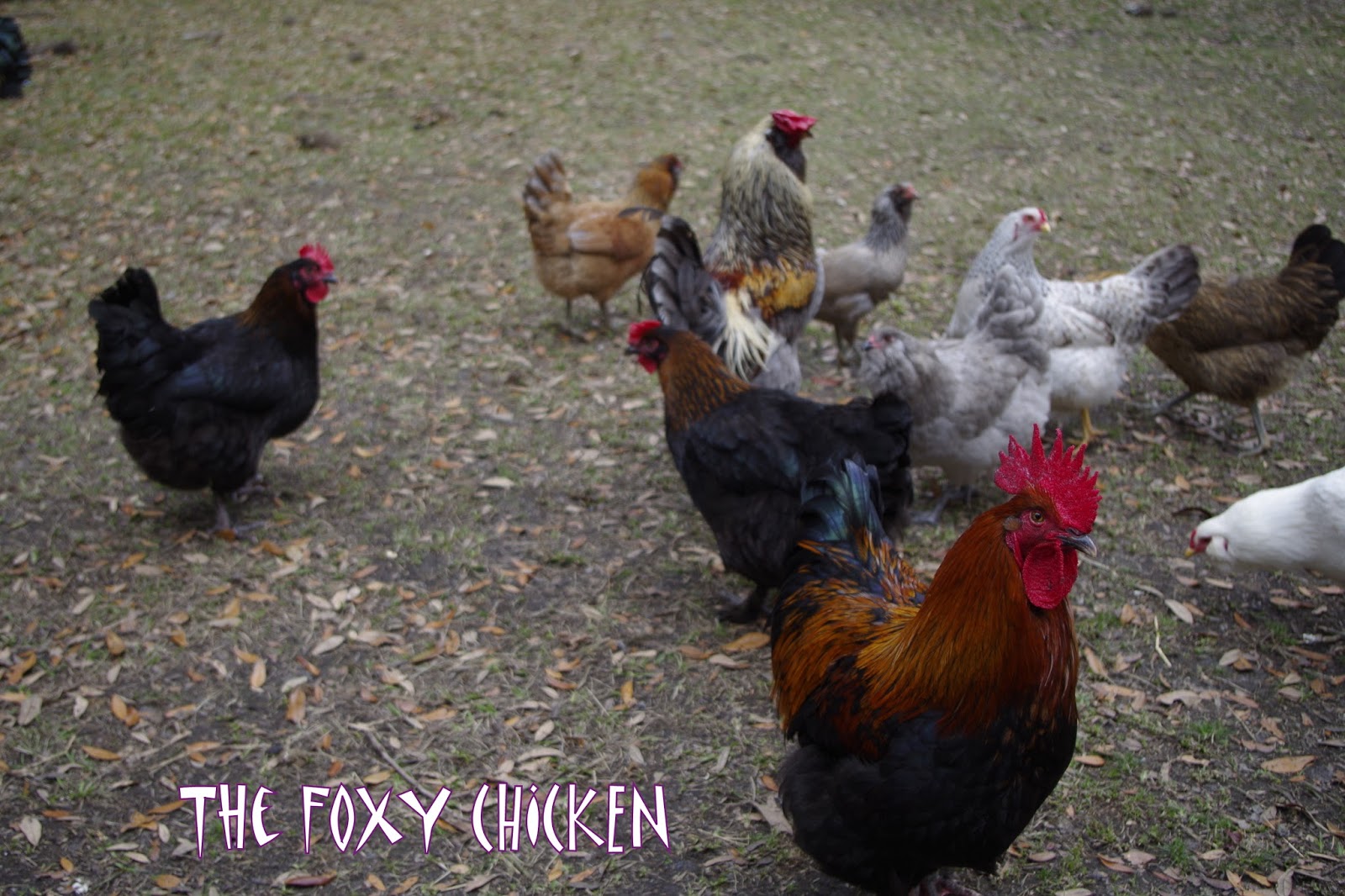 The Foxy Chicken: BarnYard Mix Rainbow Flock Hatching eggs for Sale