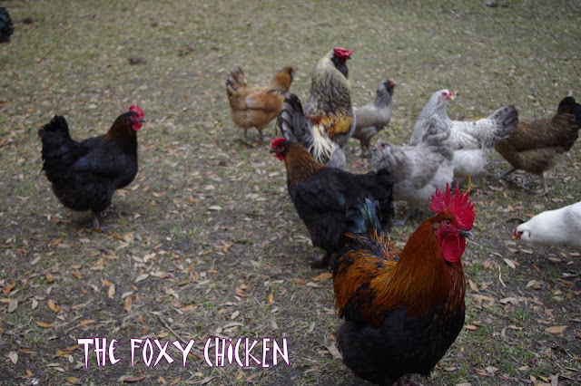 The Foxy Chicken: BarnYard Mix Rainbow Flock Hatching eggs for Sale