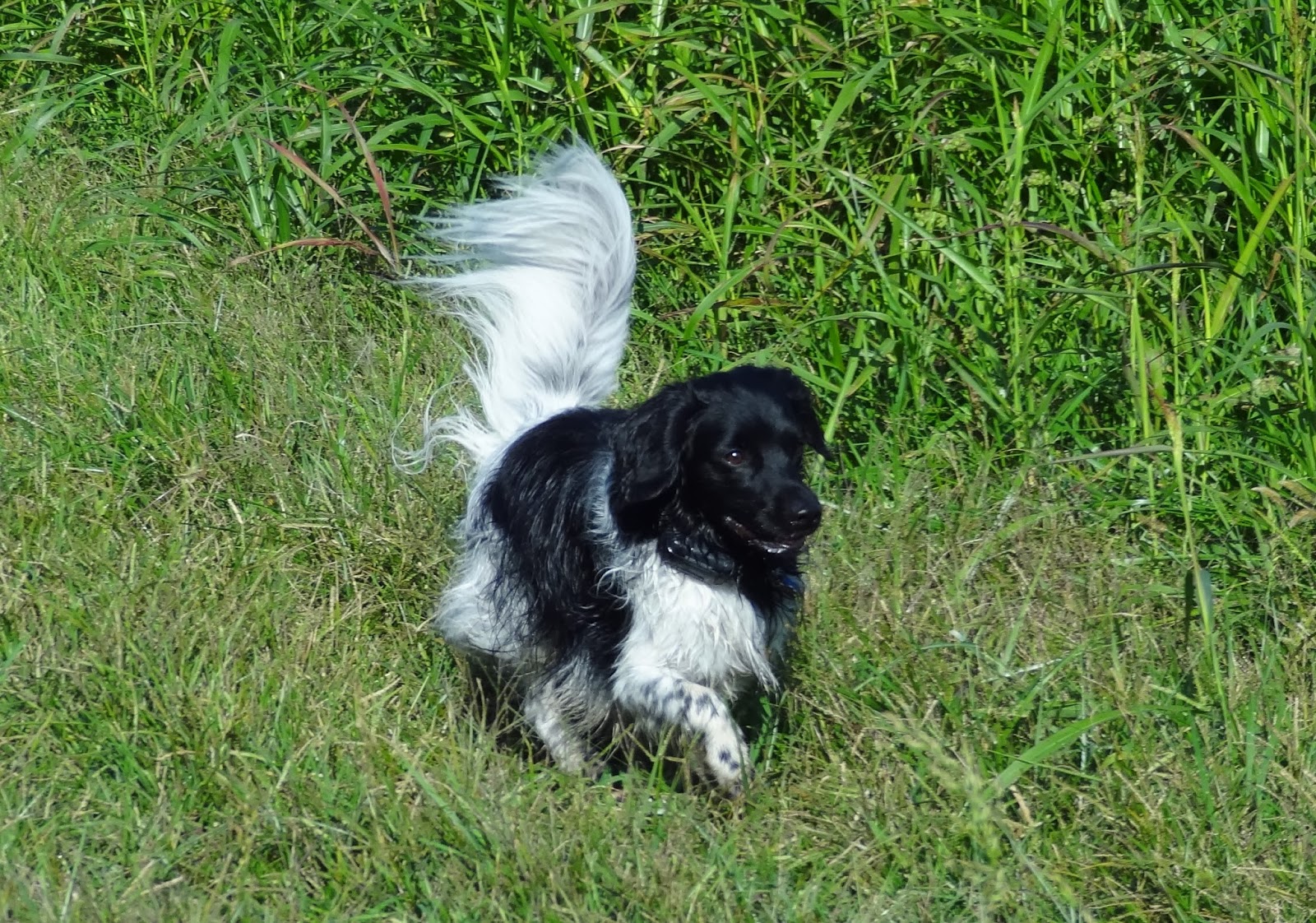 Live and Learn-Toss and Turn: O is for Onomatopoeia