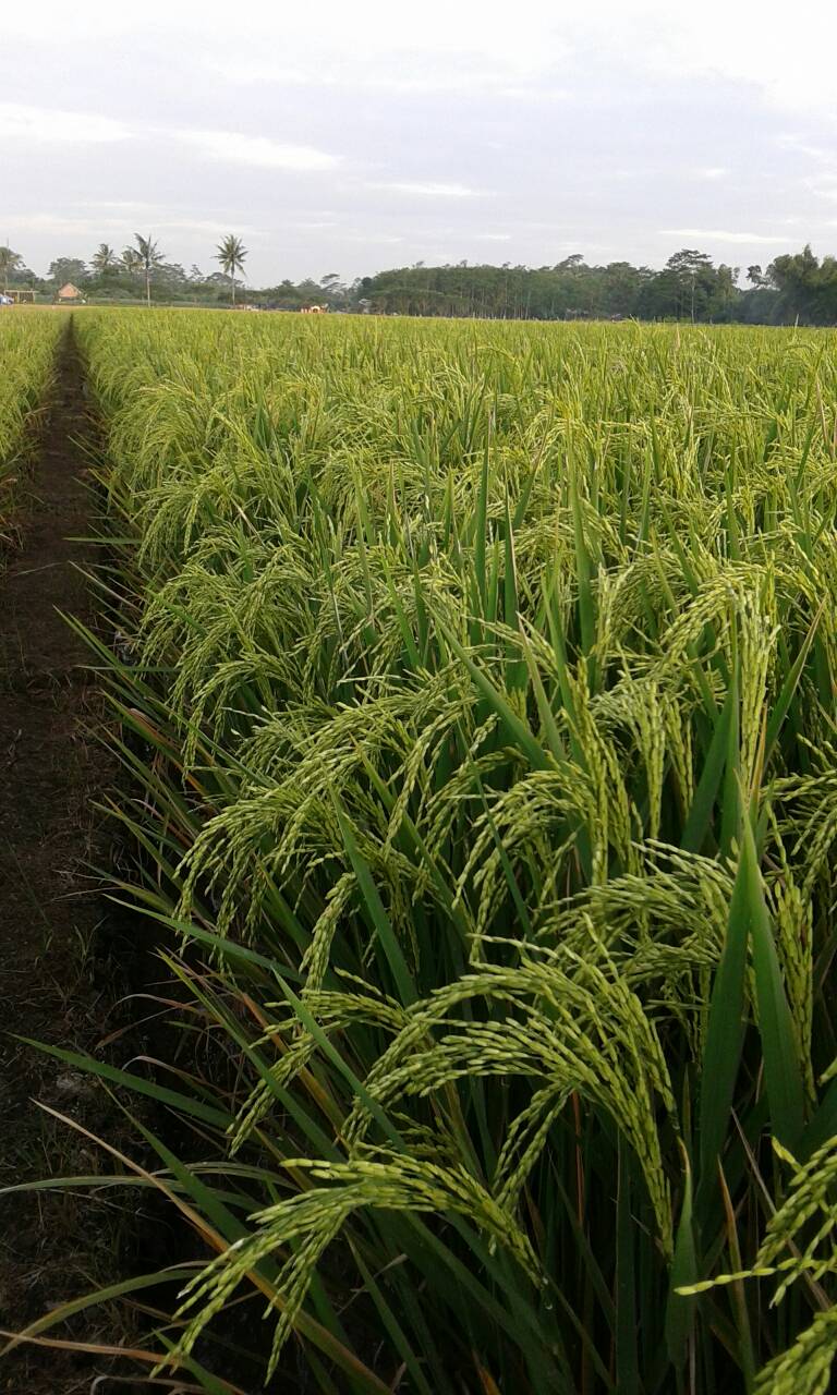Potensi Hasil Padi Sertani yang Menjanjikan