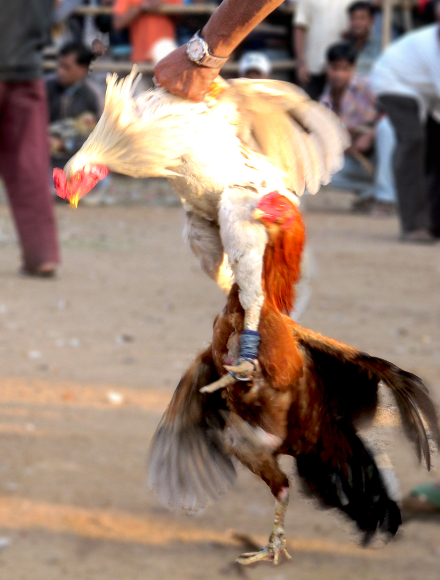 Where the River Meets its People: Murgi Para - Tusu Parab - Sankranti