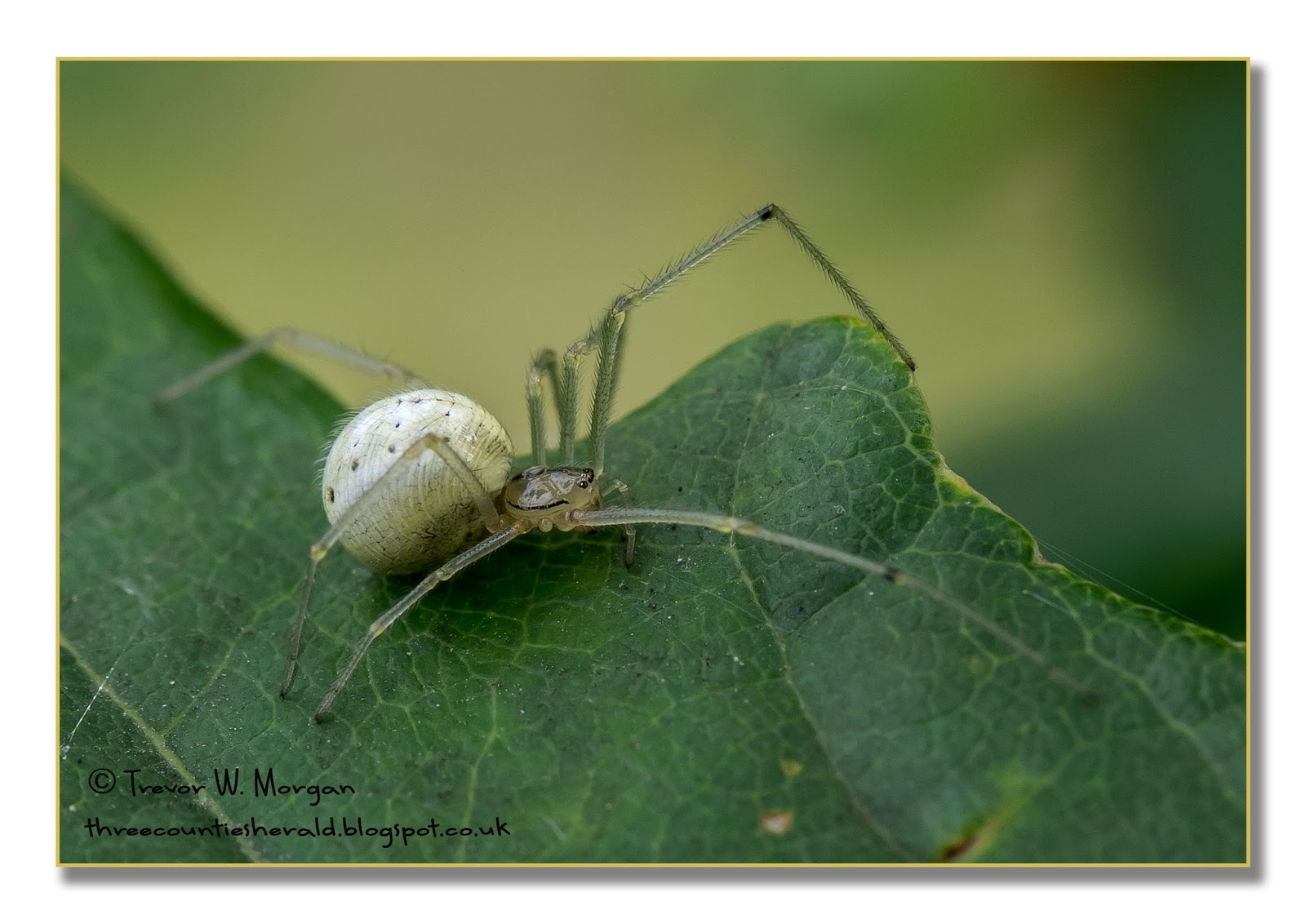 Three Counties Herald: SPIDERS