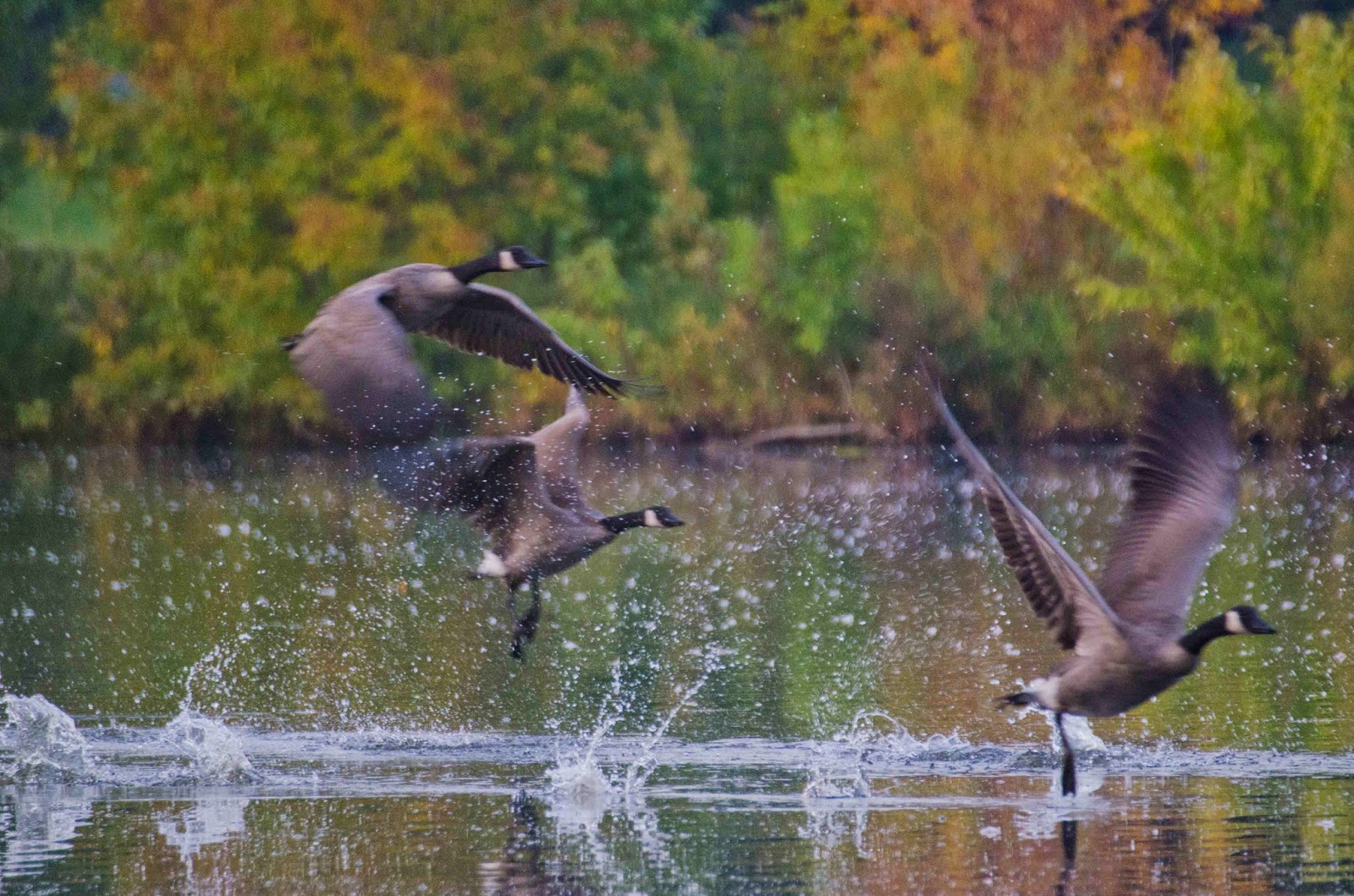 Savoring Servant: Geese morning take-off