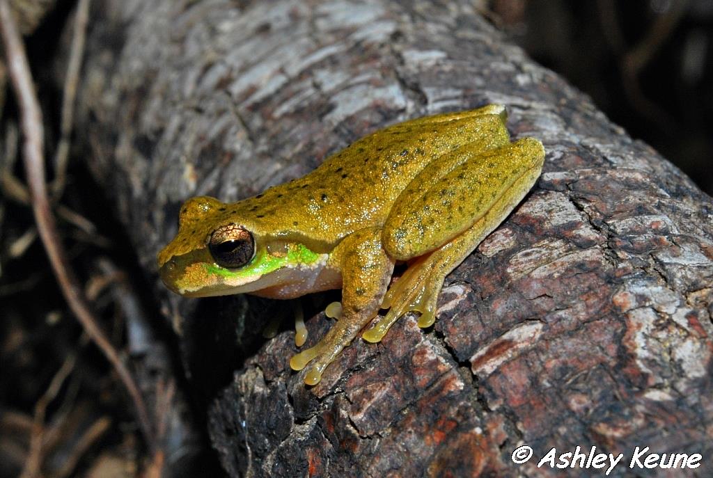 Australian Frogs Photography: KEUNEA PHOTOGRAPHY: Pearson's Green Tree ...