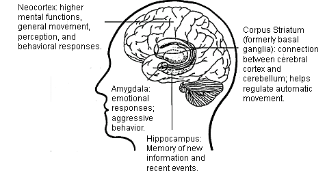 Raunak's Thoughts on Cognition: Hippocampus NeoCortex interaction: Long term vs Short term learning