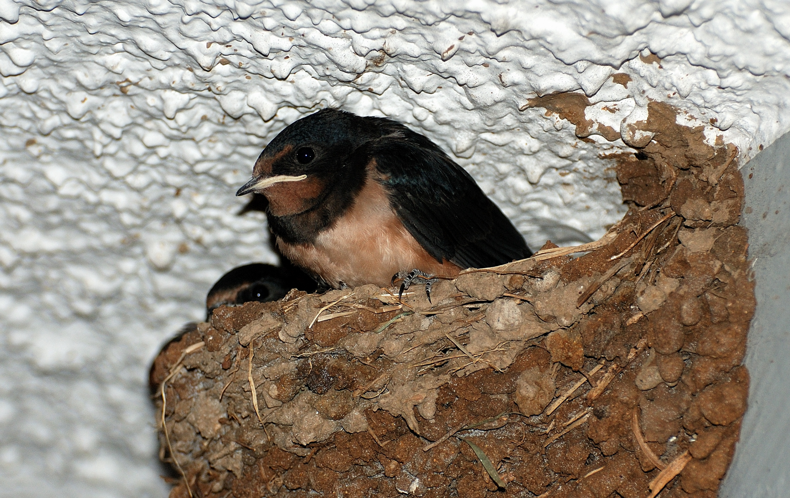 La voliera senza sbarre: Rondini e Rondoni come riconoscerli quali sono ...