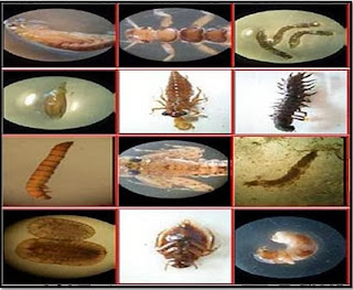 Makrozoobentos Laut, Klasifikasi dan Habibatnya | Seputar Dunia Laut