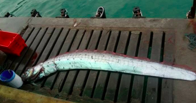 Earthquake Prediction: Rarely-seen fish caught in popular Peru tourist ...