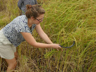 Farming Systems: Basic and High-Tech Ways Of Harvesting Rice