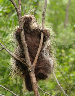 Diena pa dienai....: Dzeloņcūka.