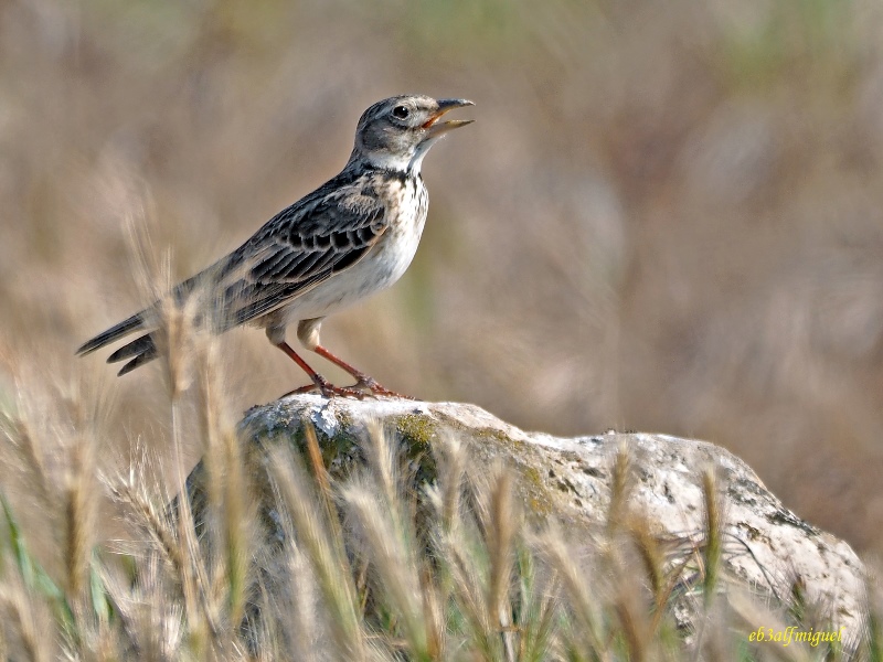 MIS AMIGAS LAS AVES: Calandria común (Melanocorypha calandra)