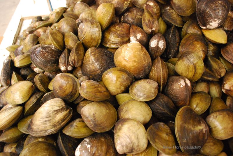 Pinay Mountain Chef: Boracay shell fish