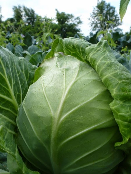 Homestead Hill Farm: Fresh From the Market – A Foodie Friday Recipe