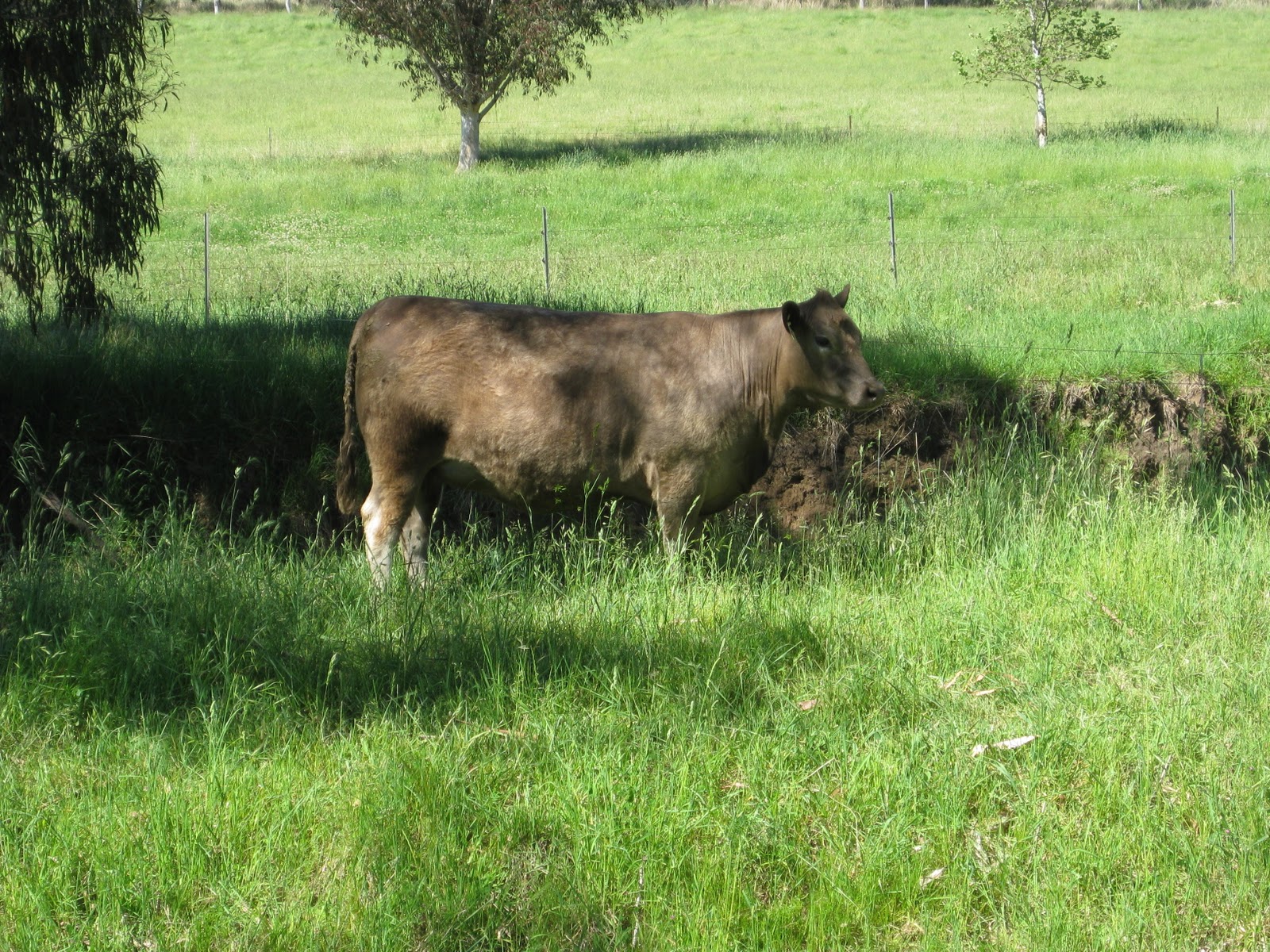 JAVID SQUARE MEATERS CATTLE STUD: FEMALES