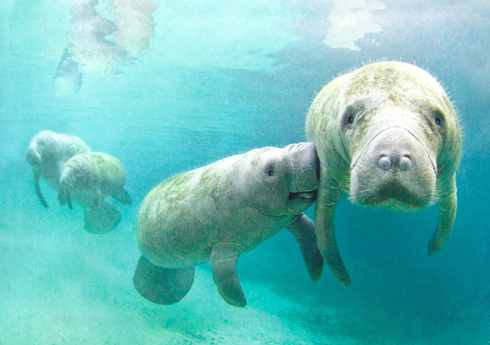 My Favorite Animal Postcards: Manatee and Her Calf