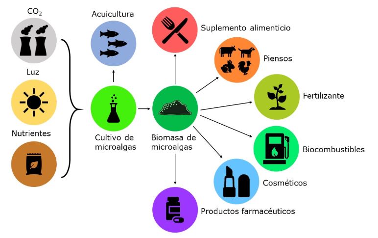 Las microalgas, una solución verde - Divulga Medioambiente