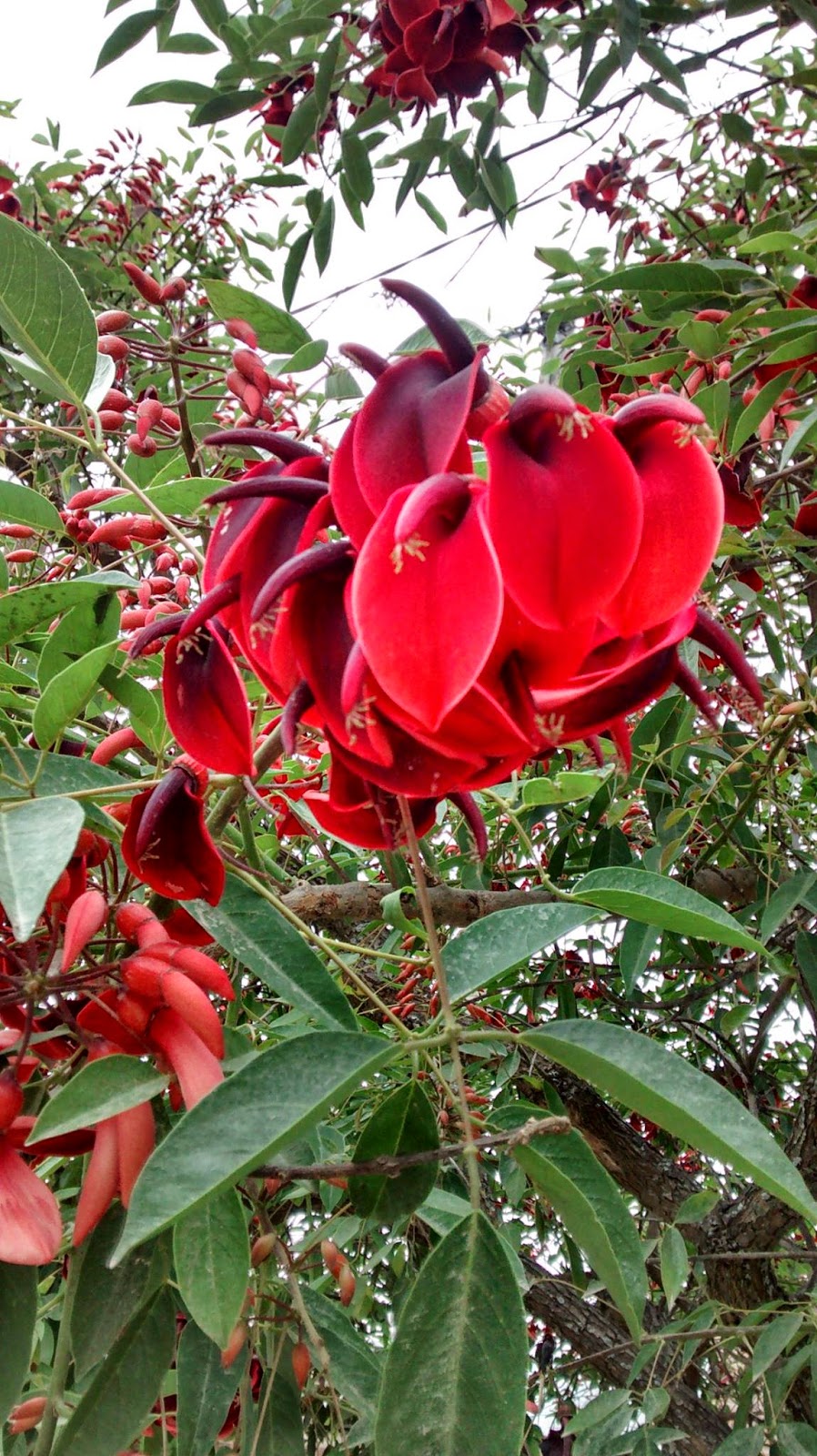 Nuestra flor nacional. Leyenda: La flor del Ceibo - Historia y ...