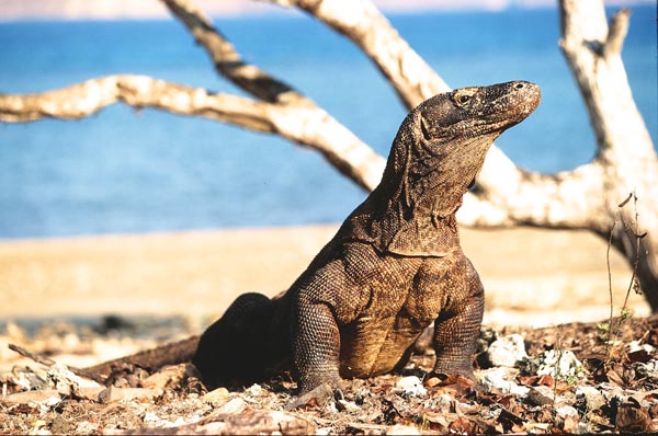 Komodo : Kadal Terbesar Di Dunia Dari Indonesia Bagian 2 | Kebun ...