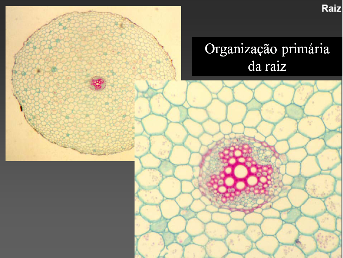 Asteraceae: Estrutura primária e secundária da raiz.