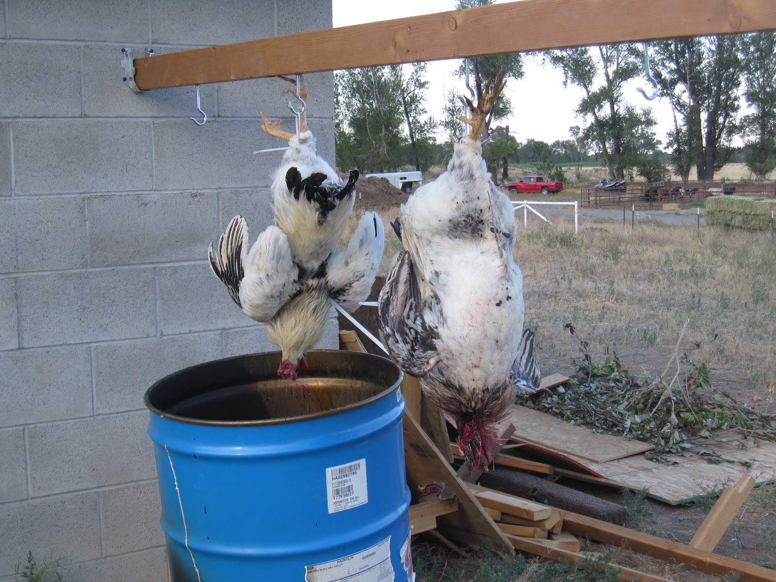 Our rooster slaughter
