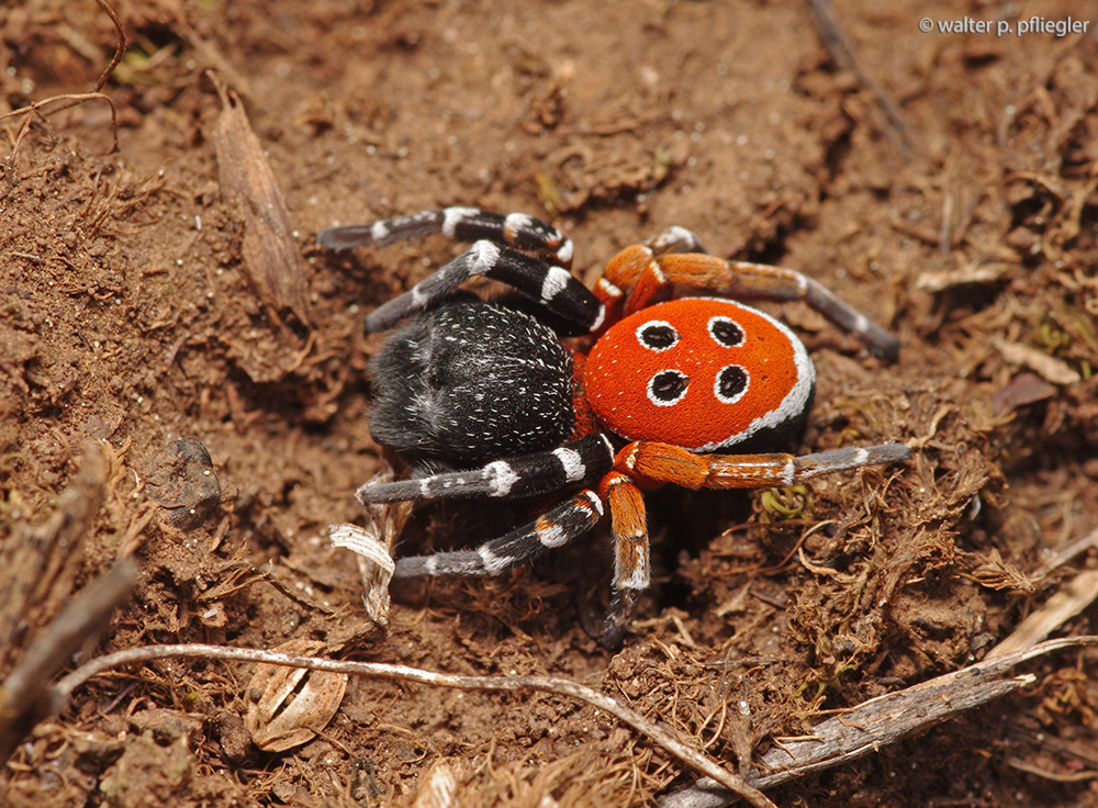 Nature photos from an Amateur Naturalist: Livno, Bosnia and Herzegovina ...