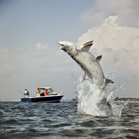 Boston Fly Fishing and Report: tarpon eating sluggo and Matanilla reef